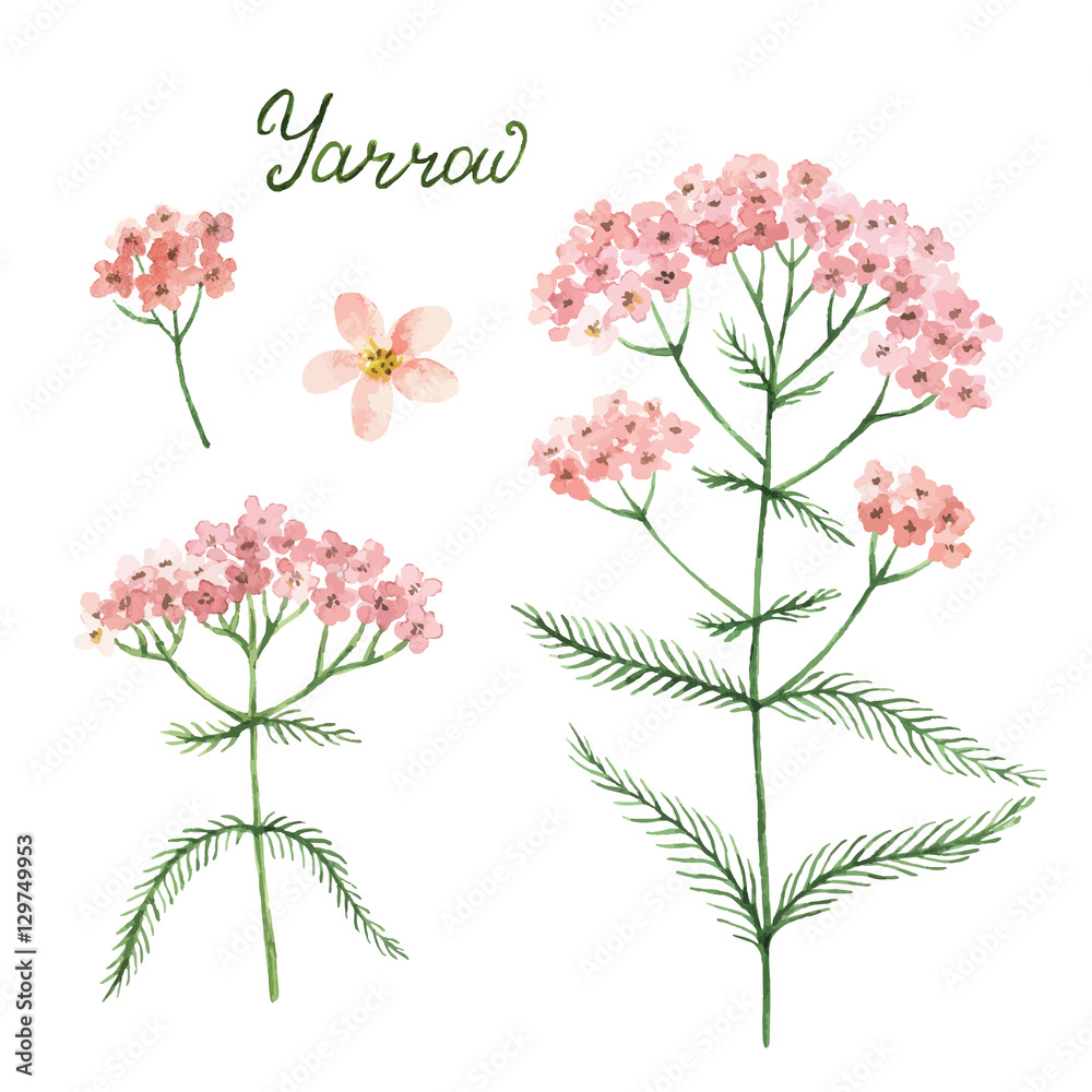 Hand drawn watercolor vector botanical illustration of yarrow. Stock ...