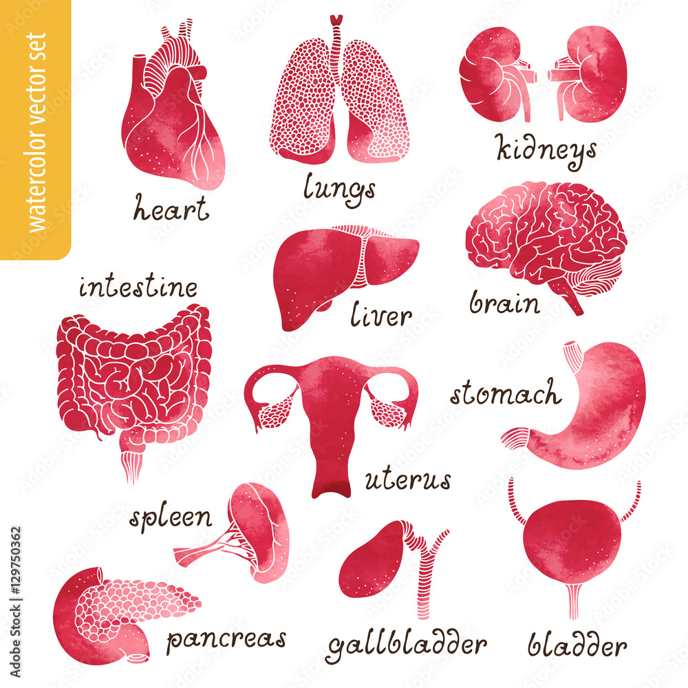 Anatomy watercolor vector set isolated on white background Stock Vector ...
