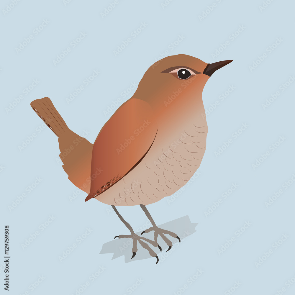 An illustration of a wren Stock Vector | Adobe Stock