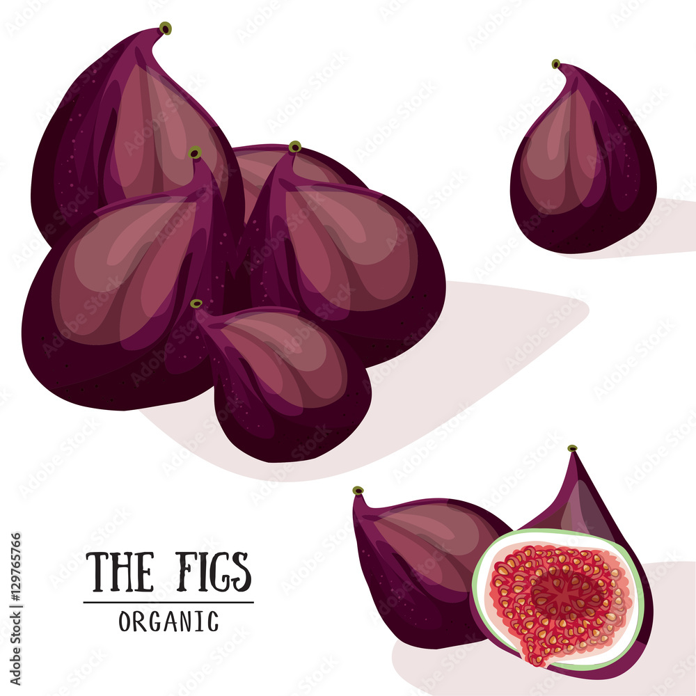 Cartoon organic figs. Vector illustration. Fig isolated on white ...