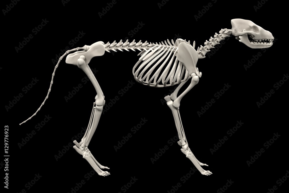 realistic 3d render of dog skeleton Stock Illustration | Adobe Stock