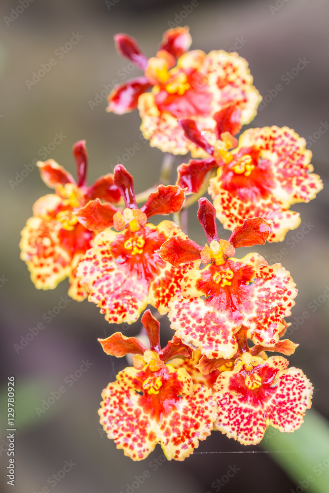 Orange Oncidium orchid. Stock Photo | Adobe Stock