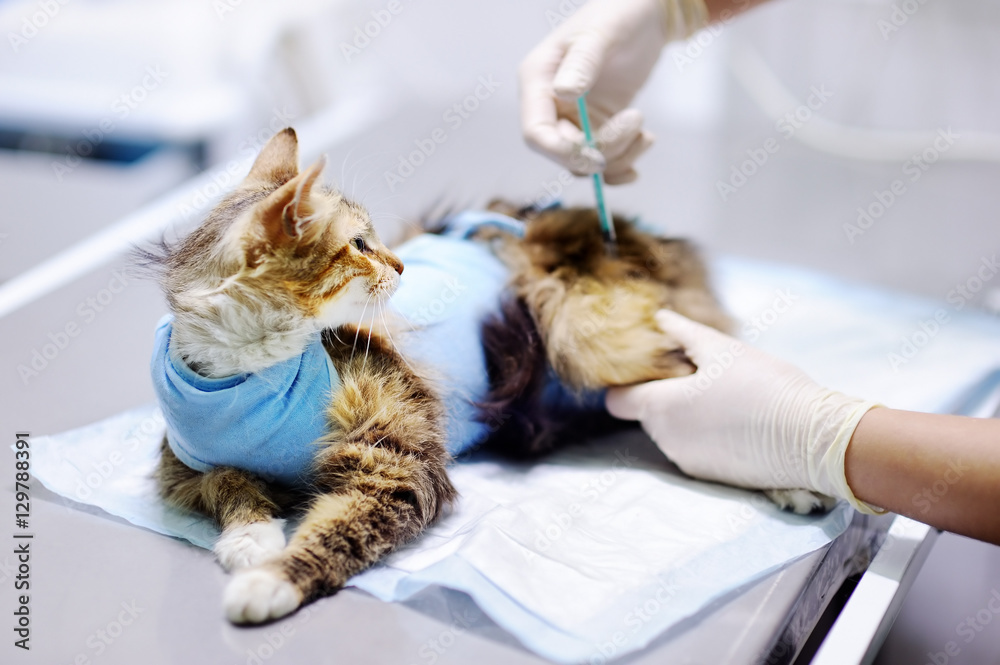Veterinary doctor giving injection for cat with bandage Stock Photo ...