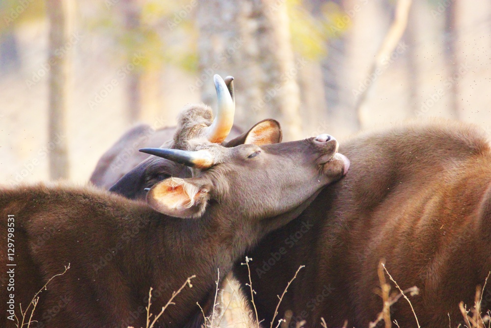 Indian Gaur Stock Photo | Adobe Stock
