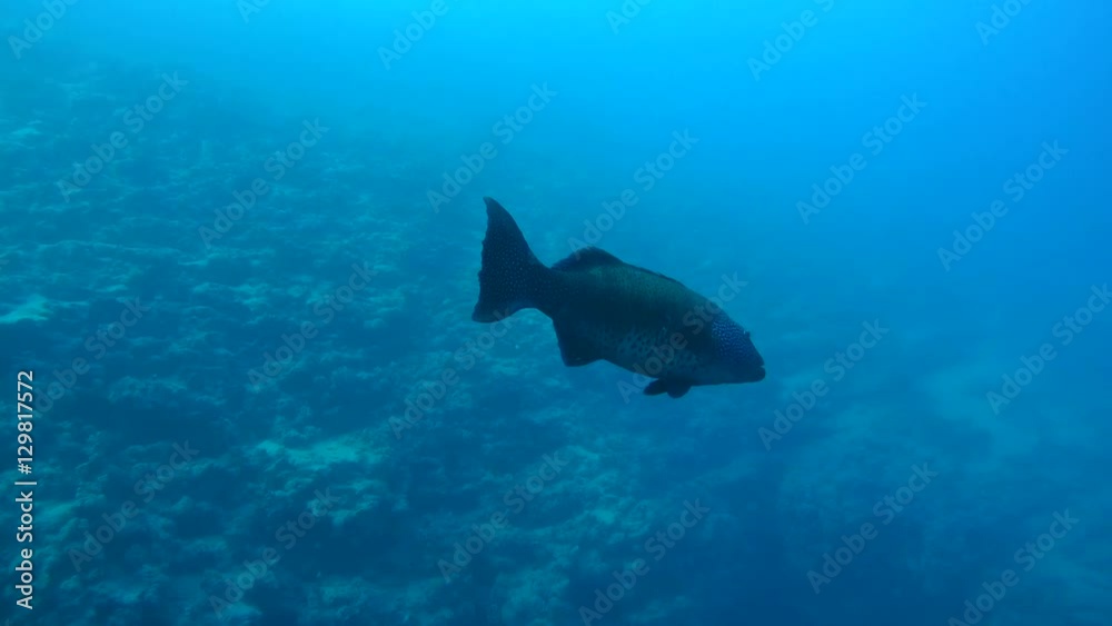 Coral Cod or Spotted coral grouper (Plectropomus maculatus) slowly ...