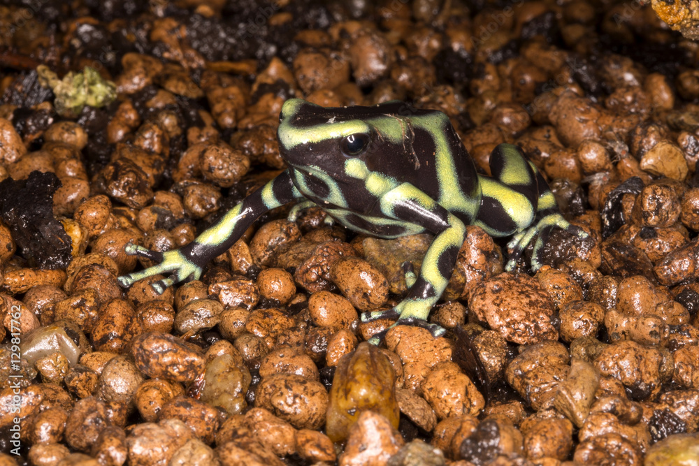 Green-and-black poison dart frog, Dendrobates auratus lives in tropical ...