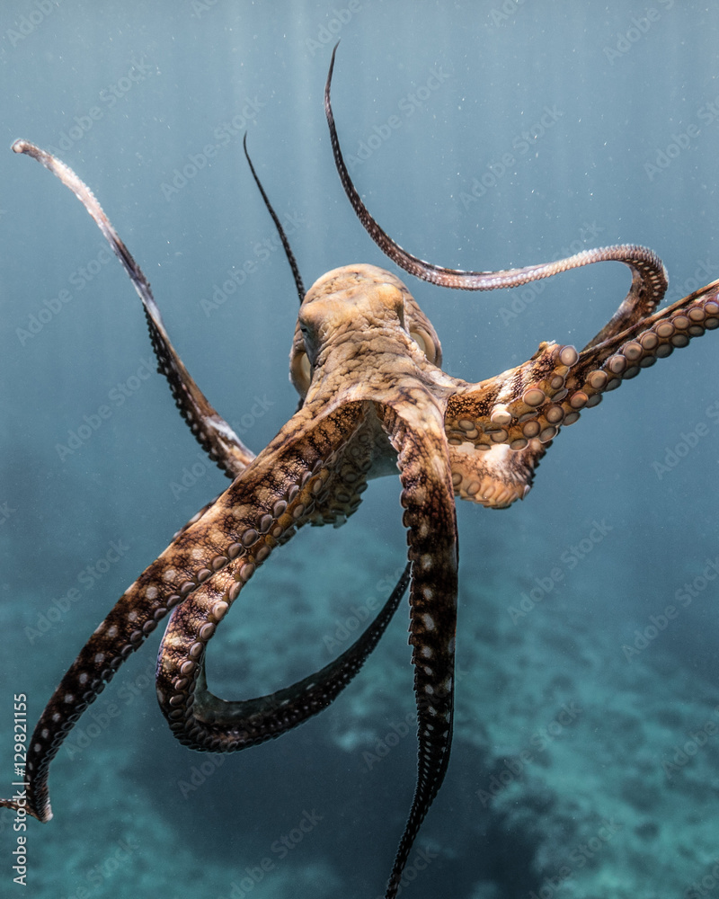 Hawaiian He'e (Octopus) Stock Photo | Adobe Stock