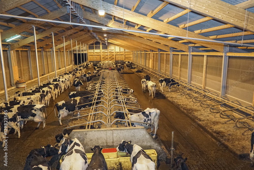 Beleuchteter, moderner Kuhstall bei Dunkelheit Stock Photo | Adobe Stock