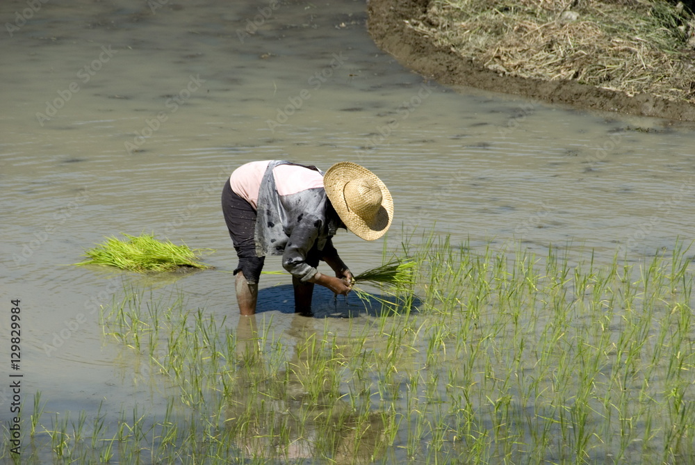 Transplanting rice on the mud-walled terraces, Banaue, Ifugao ...