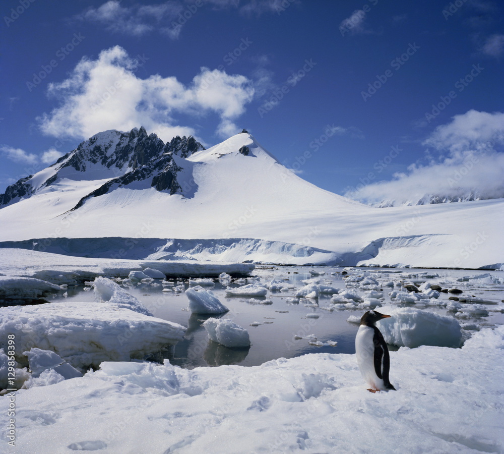 Antarctic Landscape With Penguins