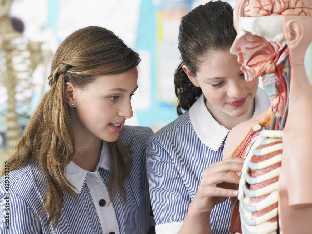 Teenage girls examining part of anatomical model in classroom Stock ...