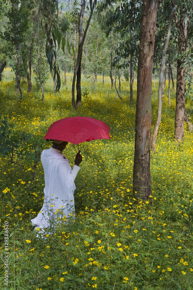 Ethiopian woman holding a red umbrella in a fertile green field of ...
