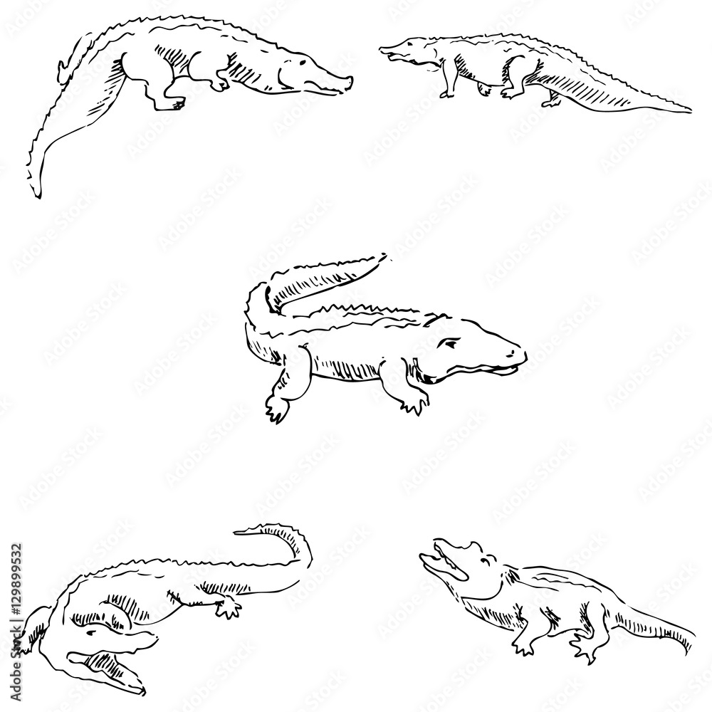 Crocodiles. Sketch pencil. Drawing by hand. Vector Stock-Vektorgrafik ...