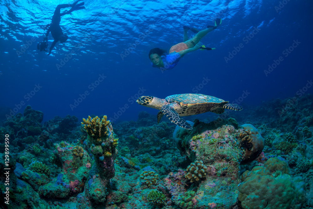 Tropical water with marine animals. Sea turtle floating underwater with ...