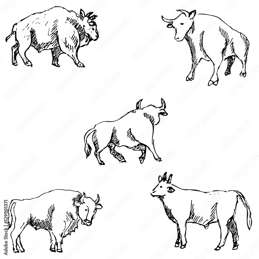 Bulls. Sketch pencil. Drawing by hand. Vector Stock Vector | Adobe Stock