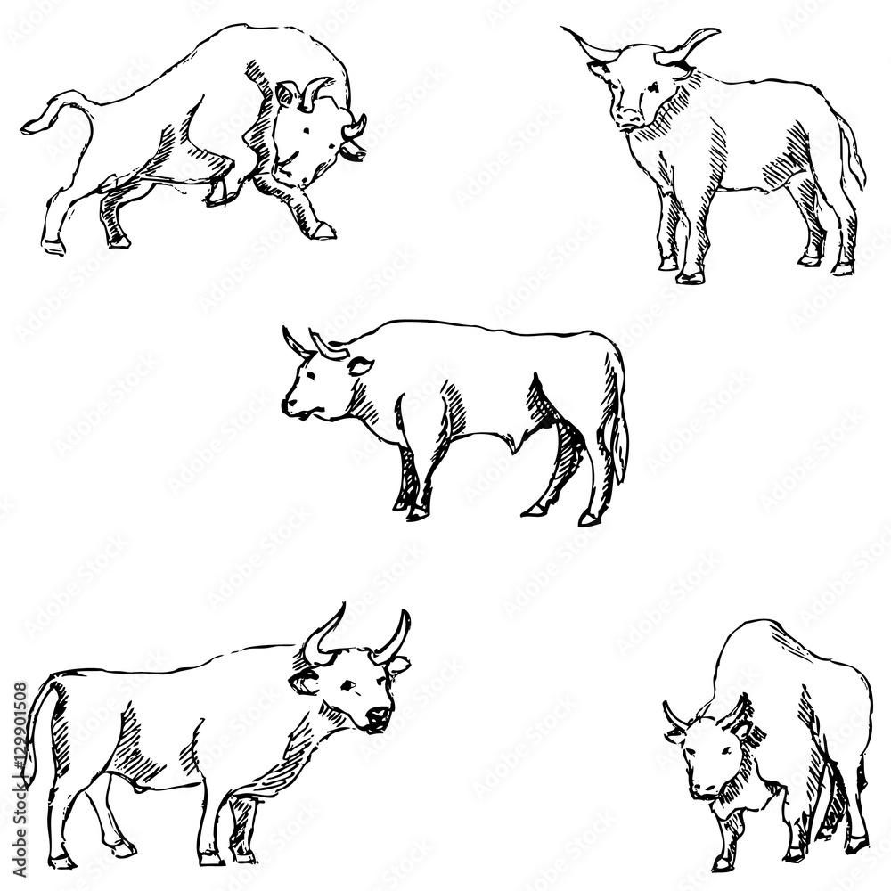 Bulls. Sketch pencil. Drawing by hand. Vector Stock Vector | Adobe Stock