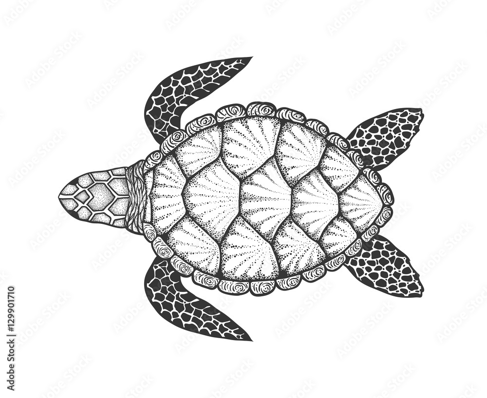 Sea turtle in line art style. Hand drawn vector illustration. Top view ...