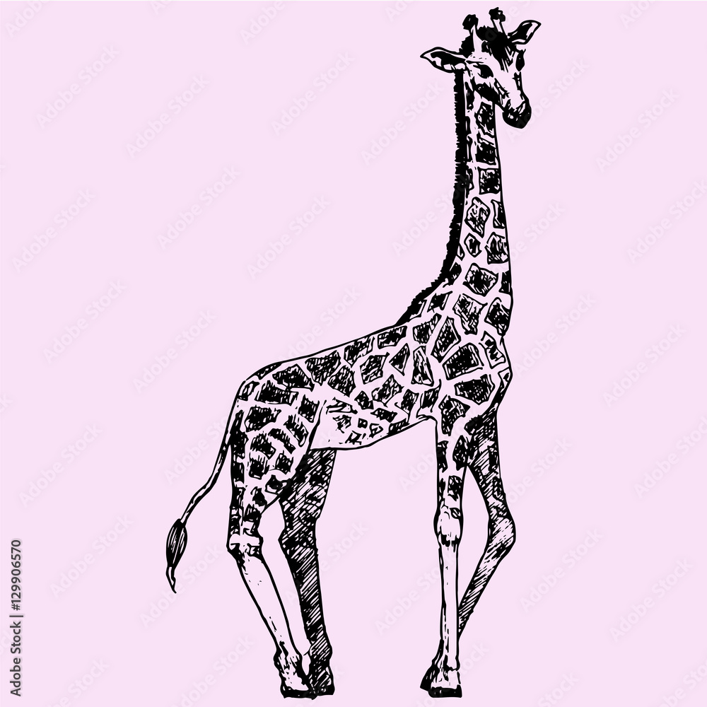 Giraffe, doodle style sketch illustration hand drawn vector Stock ...