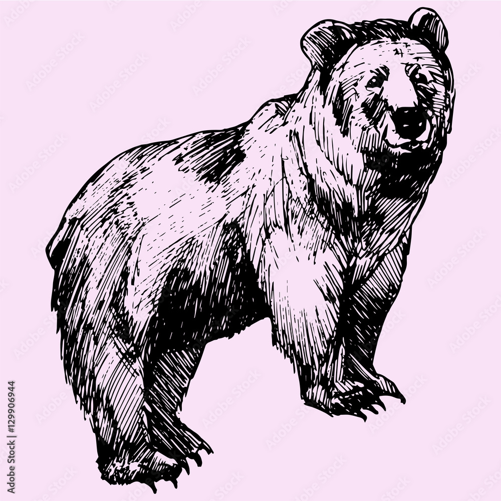 Big bear, doodle style sketch illustration hand drawn vector Stock ...
