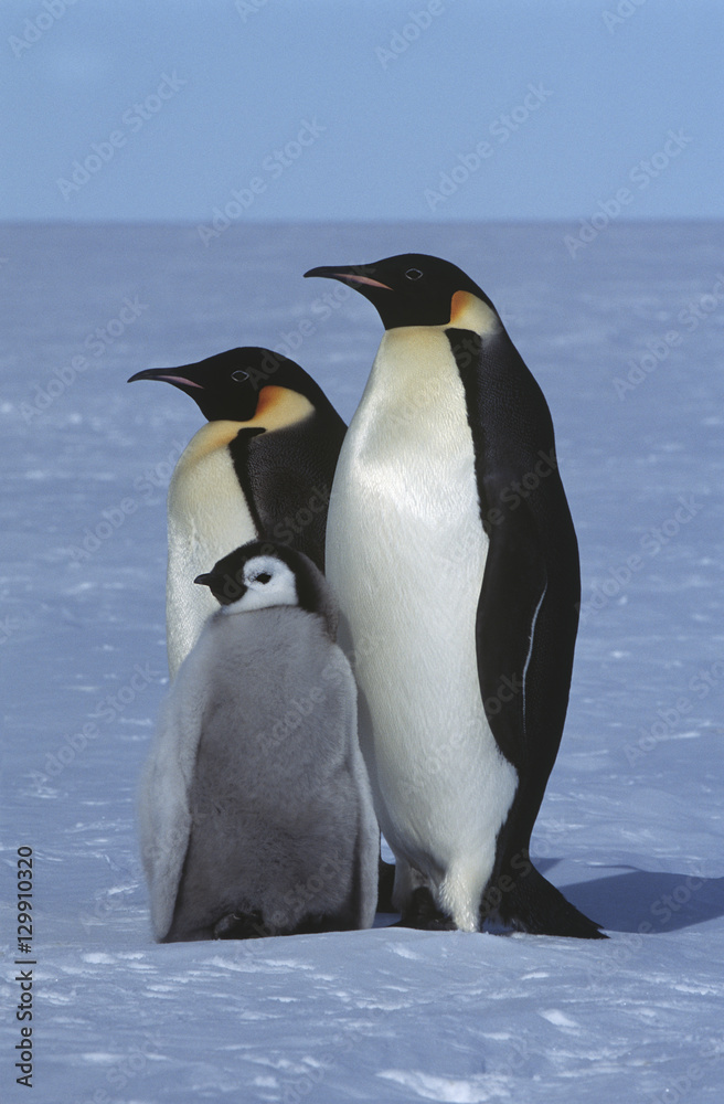 Antarctica Weddel Sea Atka Bay Emperor Penguin Family Stock Photo ...