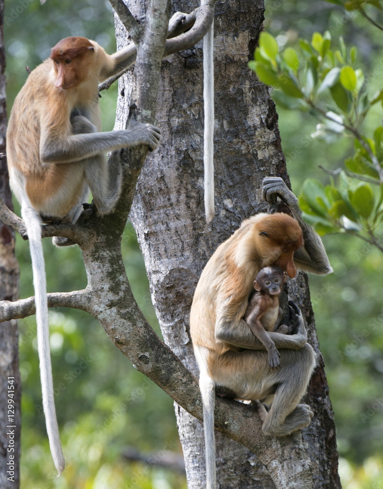 Adult female proboscis monkey (Nasalis larvatus) with new born baby ...