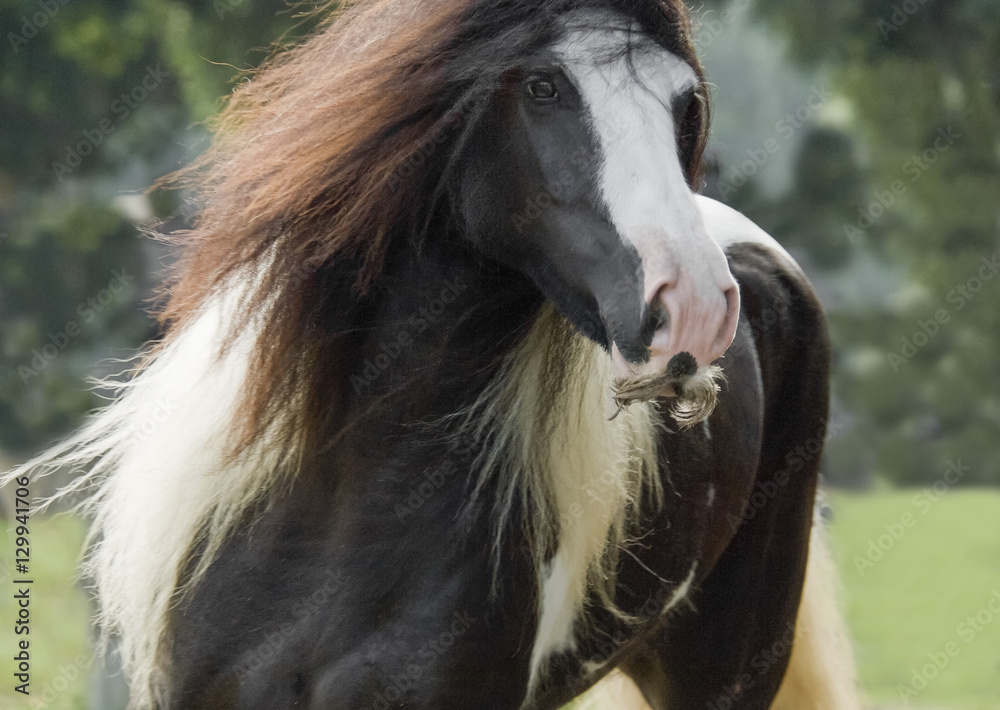 Gypsy Vanner Horse mare running in paddock Stock Photo | Adobe Stock