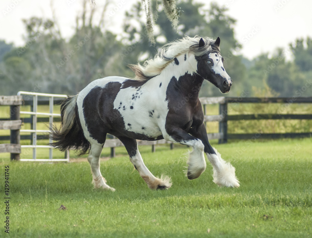 Gypsy Vanner Horse mare running in paddock Stock Photo | Adobe Stock
