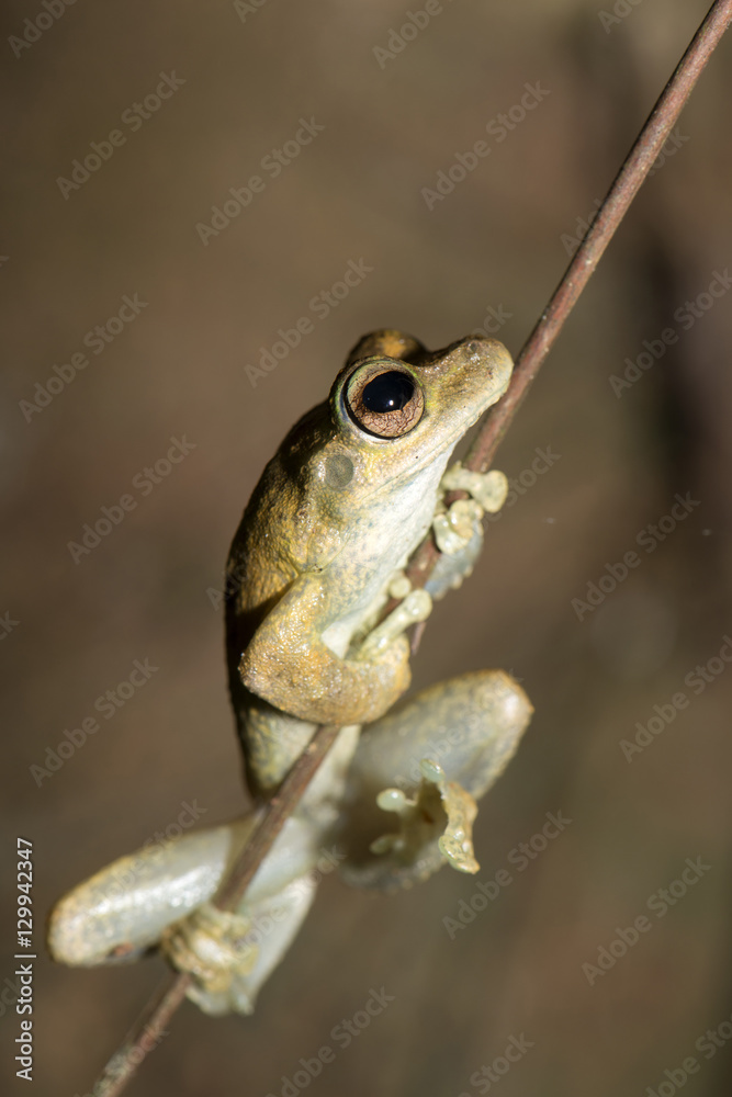 Northern laughing tree frog (Roth's tree frog) (Litoria rothii), Wet ...