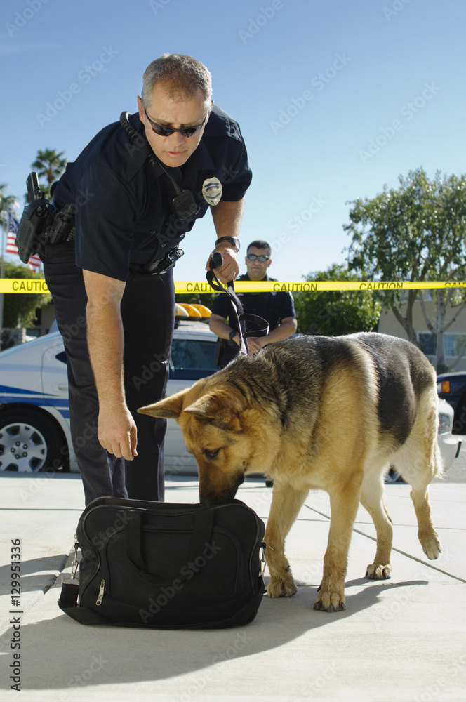 Male police officer with trained dog sniffing the bag at crime scene ...