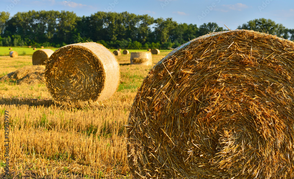 Hay Stock Photo | Adobe Stock