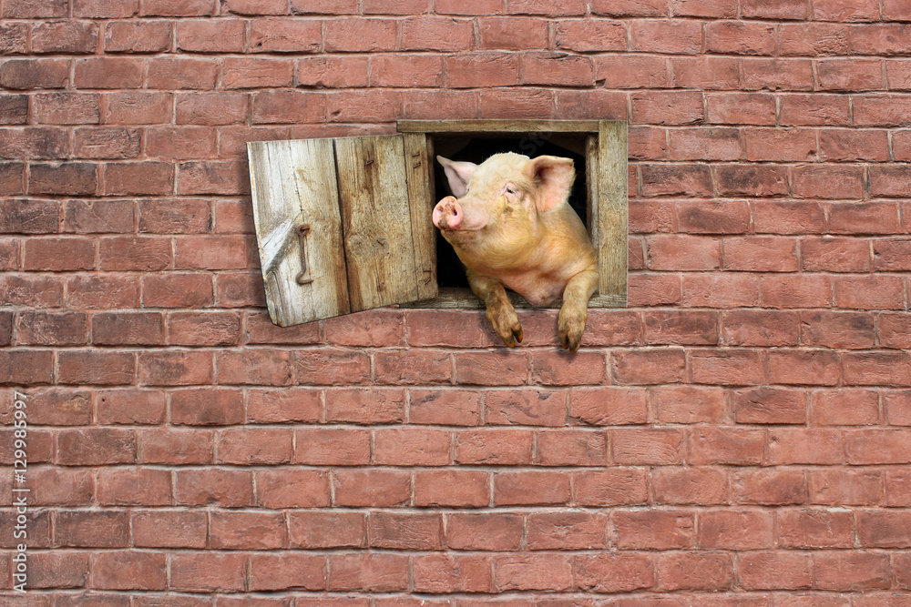 pig looks out from window of shed on the brick wall Stock Photo | Adobe ...