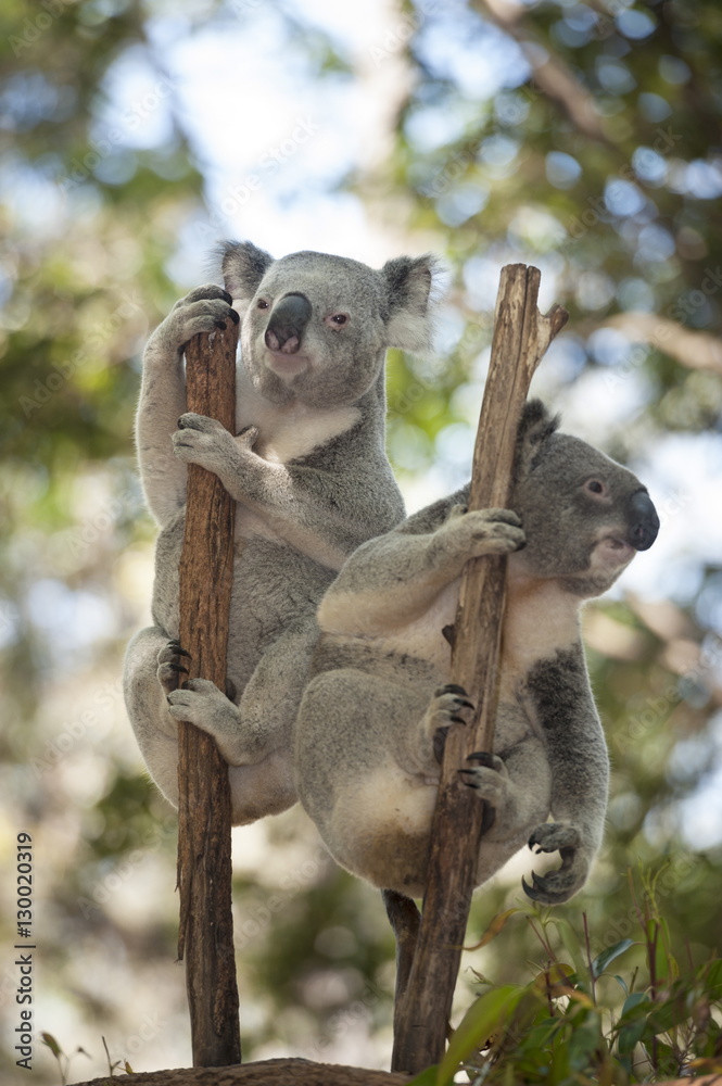 Two Koalas In A Tree