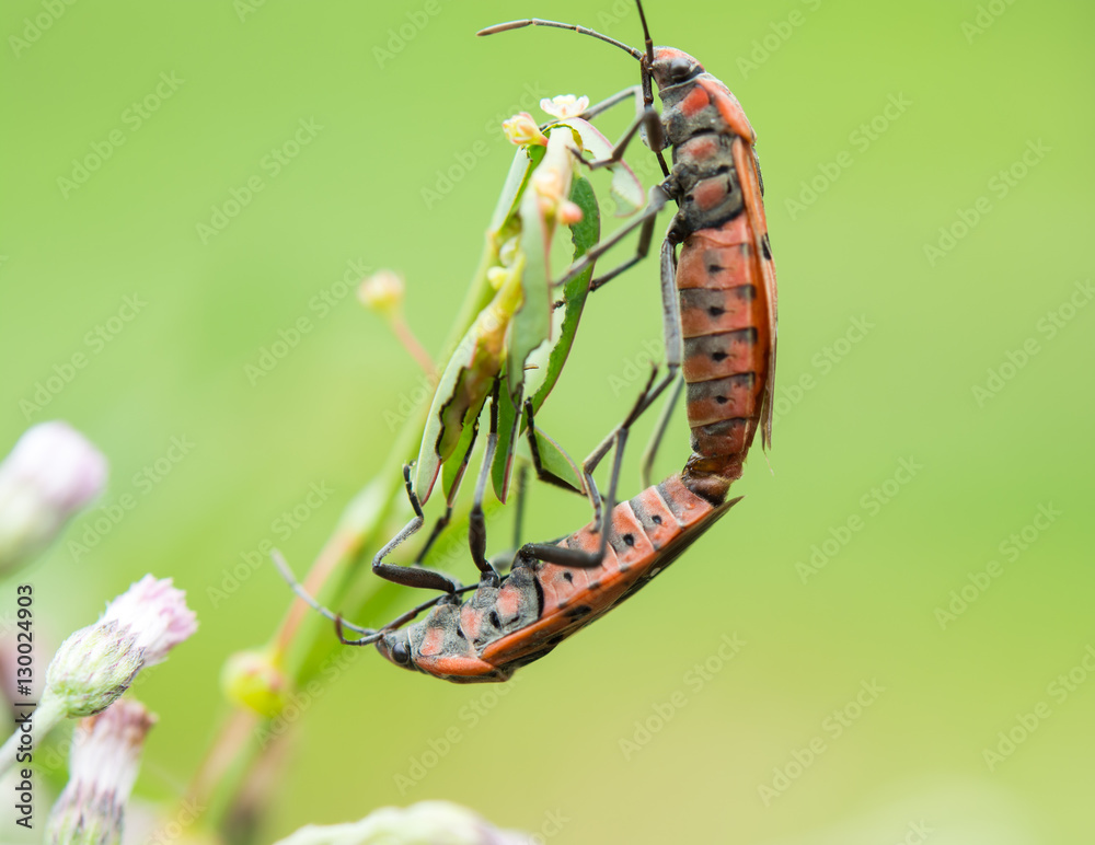 insects are breeding on flower Stock Photo | Adobe Stock