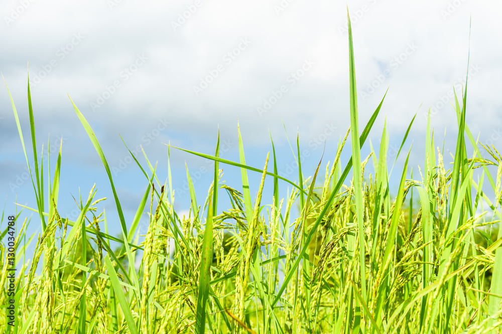 Green ear of rice in paddy rice field,green paddy rice Stock Photo ...