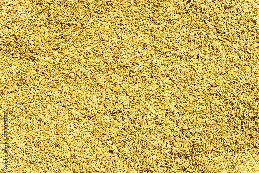 Paddy rice texture for background and wallpaper..farmer dry padd Stock ...