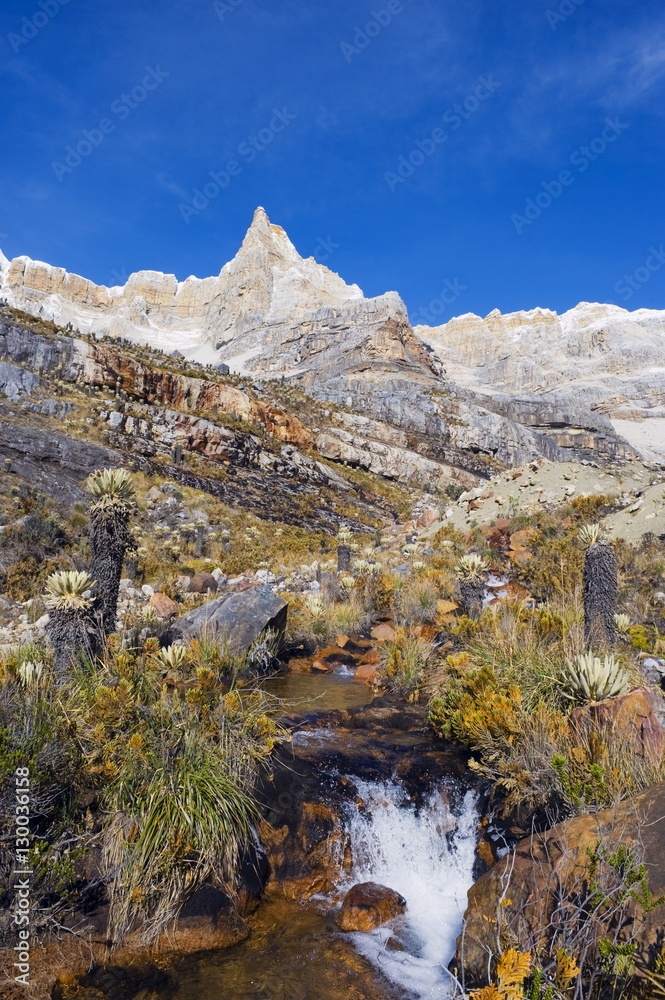 Frailejon plants (Espeletia) in El Cocuy National Park, Colombia Stock ...