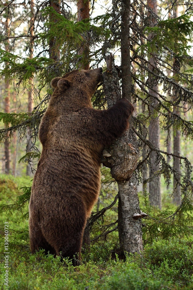 Brown bear standing. Brown bear grabs a tree. Brown bear hugging a tree ...