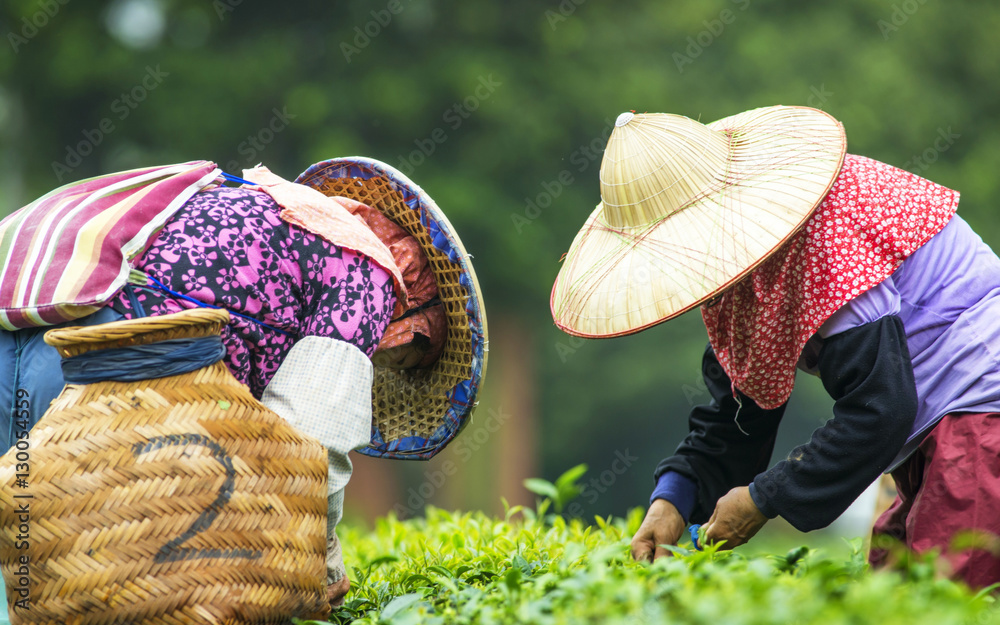 Tea harvest, people were picking tea leaves at a tea plantation. Stock ...