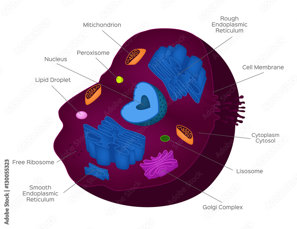 Cell cross section structure detailed colorful anatomy with description ...