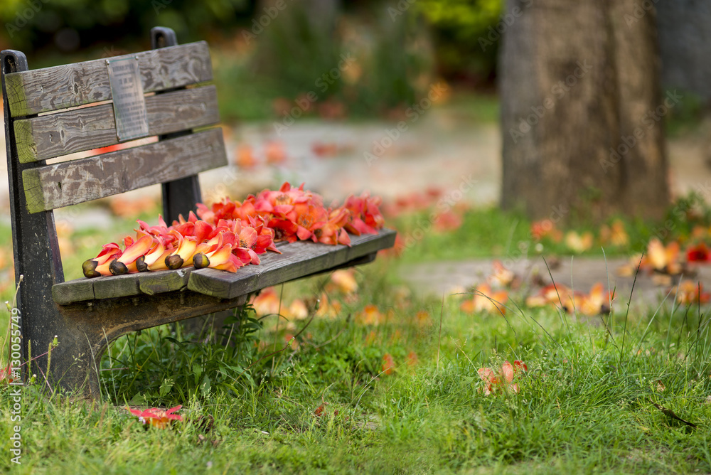 Kapok(bombax ceiba) trails with bench in the park. Stock Photo | Adobe ...