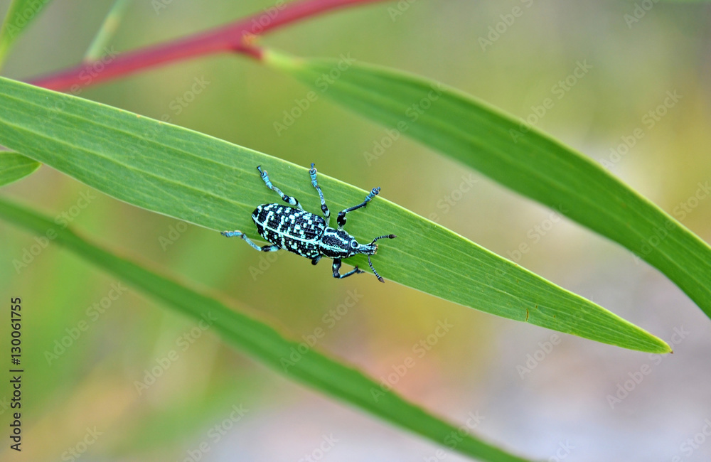 Stockfoto Blue and black Botany Bay Weevil, Chrysolopus spectabilis, on ...