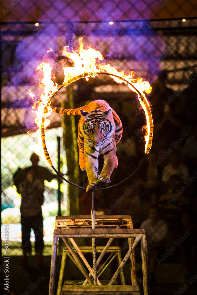 Tiger Jumps Through Ring of Fire. Stock Photo | Adobe Stock