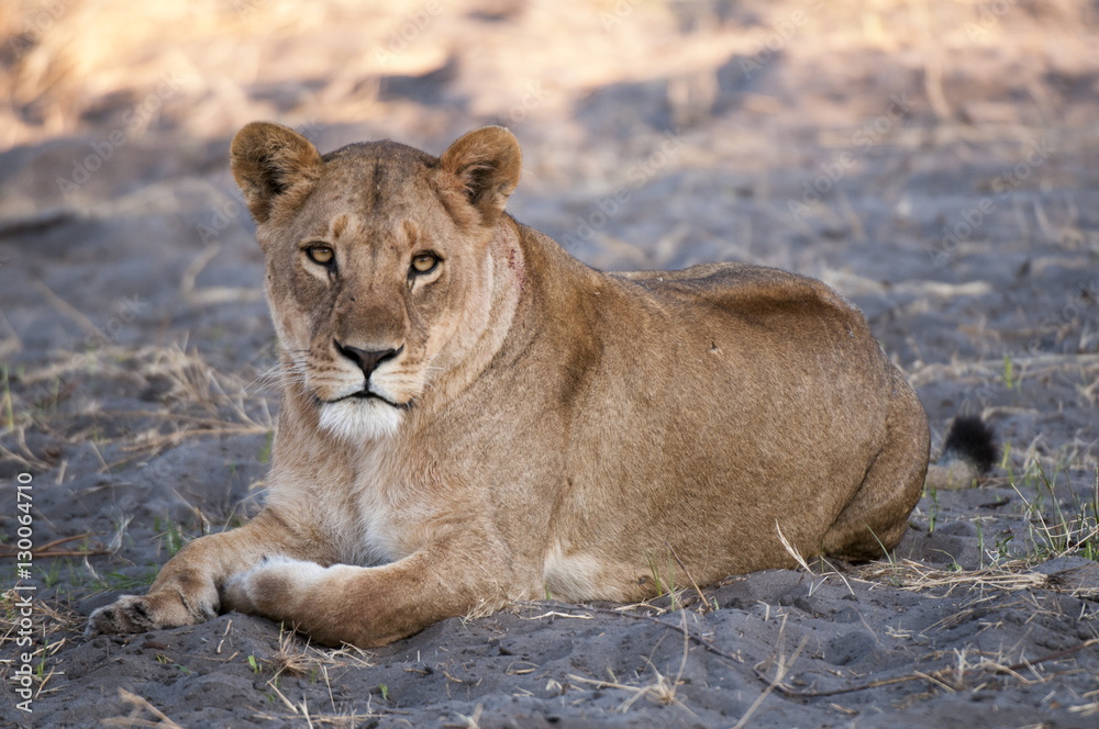 Lioness (Panthera leo), Chief Island, Moremi Game Reserve, Okavango ...