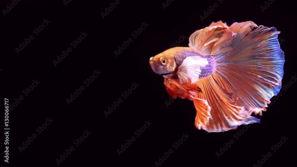 Colourful Thai Fighting Fish or better known as Siamese fighting fish ...