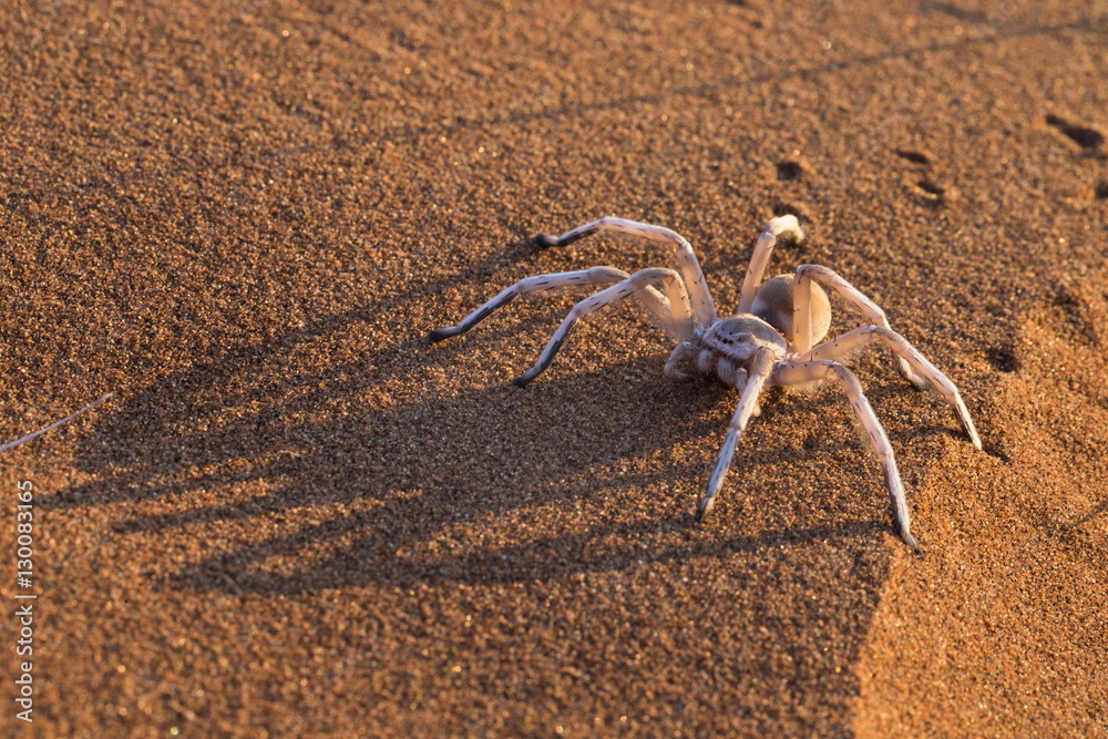 Dancing white lady spider (Leucorchestris arenicola), Namib Desert ...
