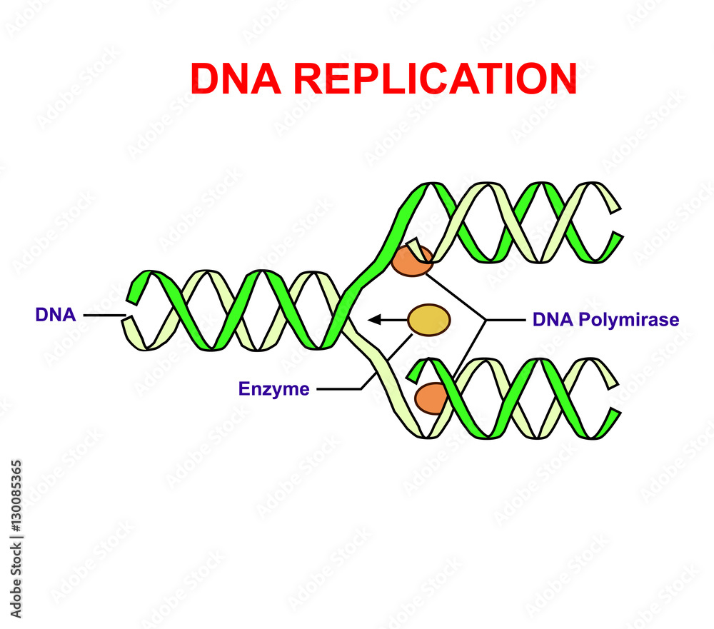 DNA replication on white. Education info graphic. Stock Vector | Adobe ...