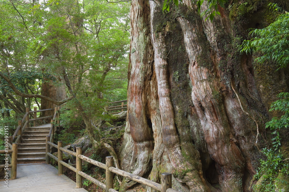 Foto de Kigensugi Giant Sugi Cedar tree, estimated to be 3000 years old ...