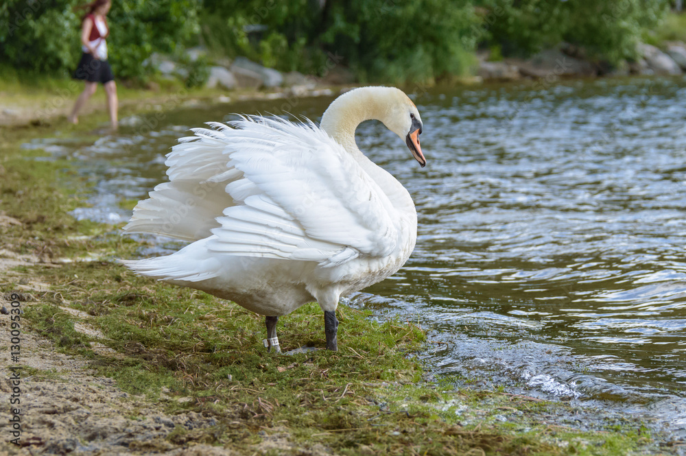 Beautiful photograph of a swan about to open its feathers Stock Photo ...