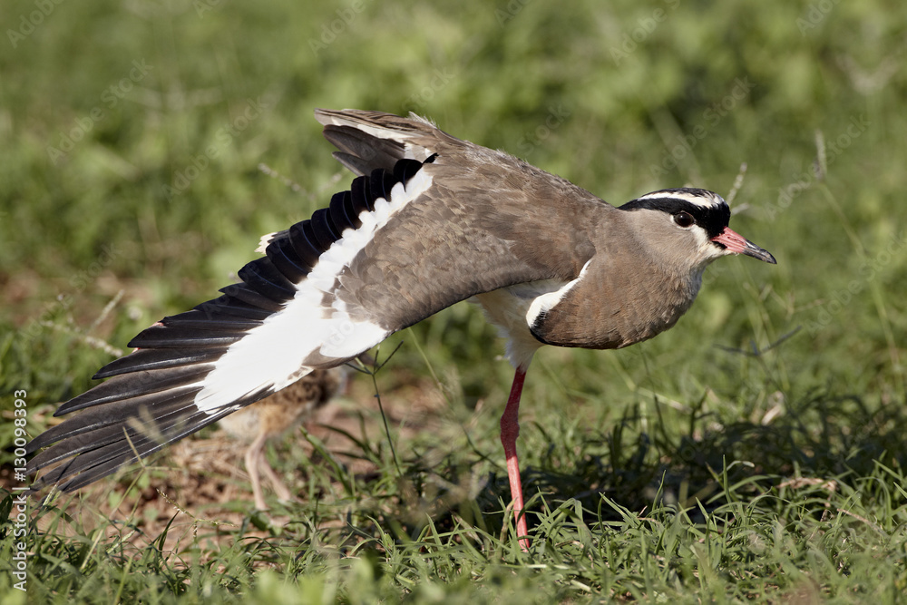 Foto de Crowned plover (crowned lapwing) (Vanellus coronatus ...