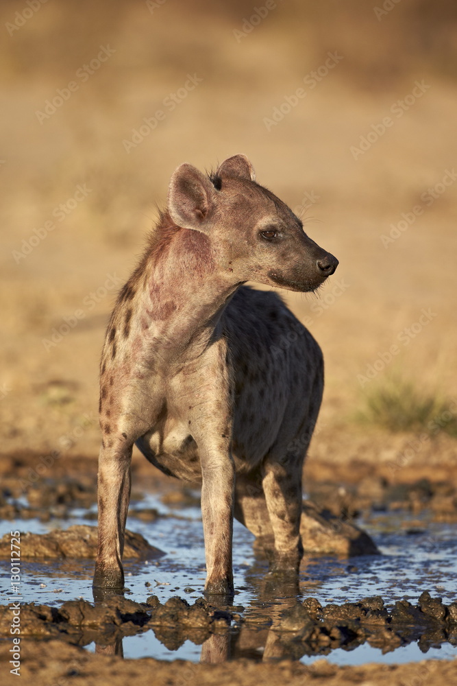 Spotted hyena) (spotted hyaena) (Crocuta crocuta), Kgalagadi ...